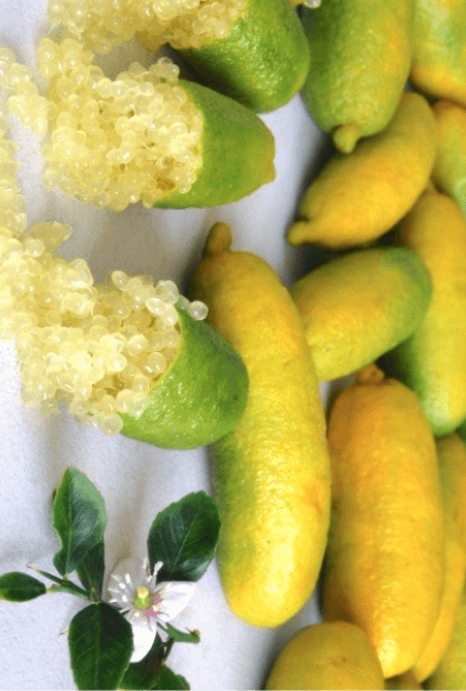 Our Flavours - Outback Fudge